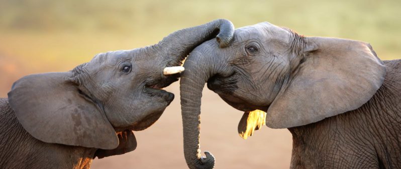 Do Animals Have Language? Differences Between Human Language & Animal ...